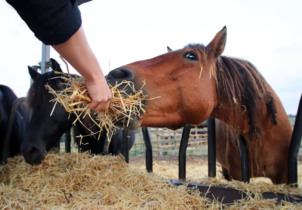 Complete Feeding Guide For A Competition Horse – Equine America NZ