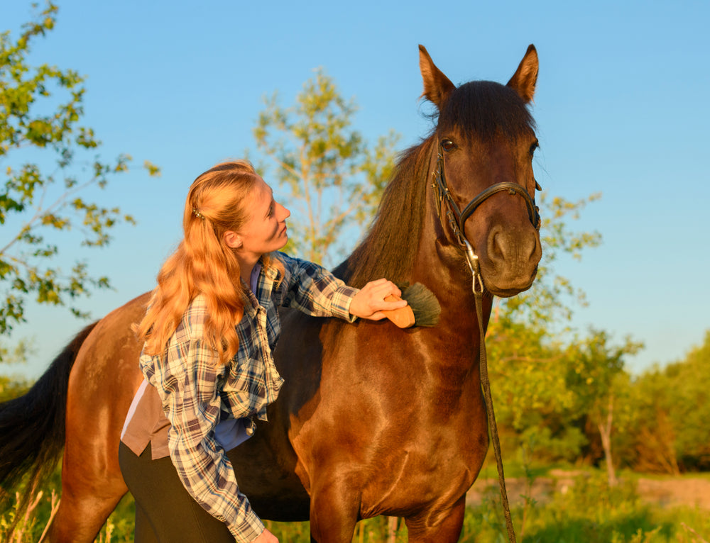 Your Ultimate Horse Grooming Guide: Step-by-Step – Equine America NZ