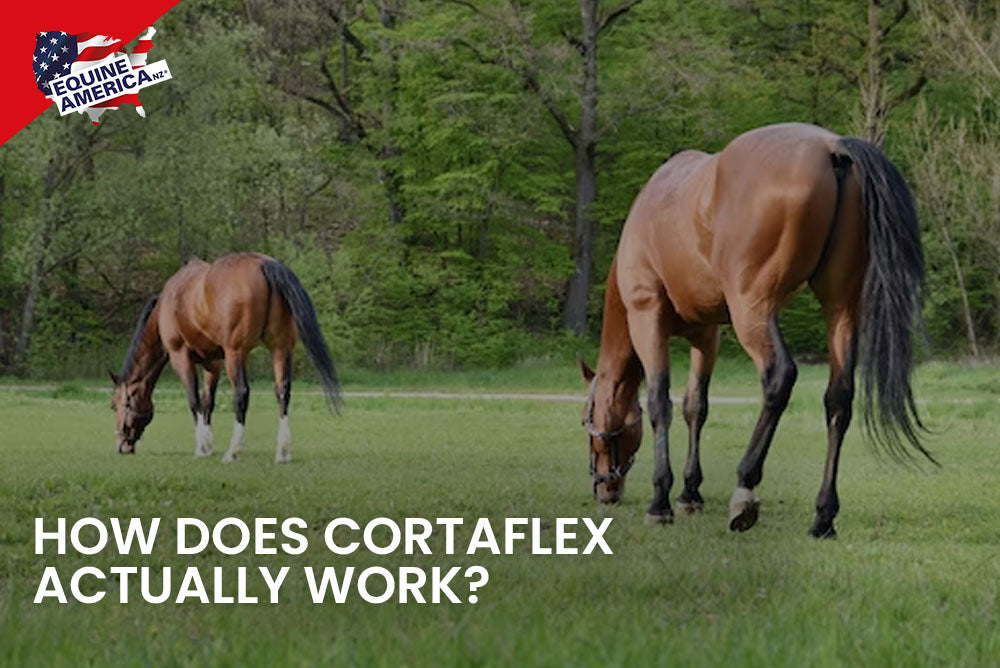 Cortaflex for Horses: The Joint Health Elixir – Equine America NZ
